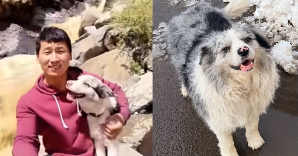 Internet celebrity dog with 1.5 million followers was eaten in a ...