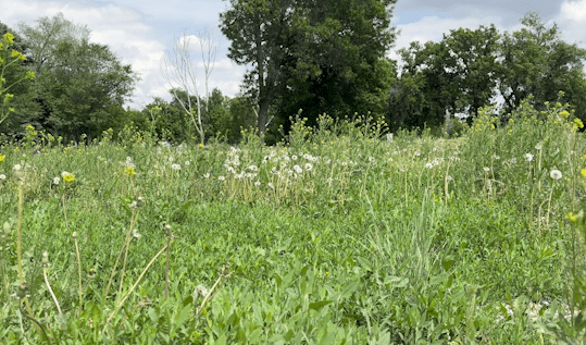 Mandan residents reminded to maintain tall grass and noxious weeds