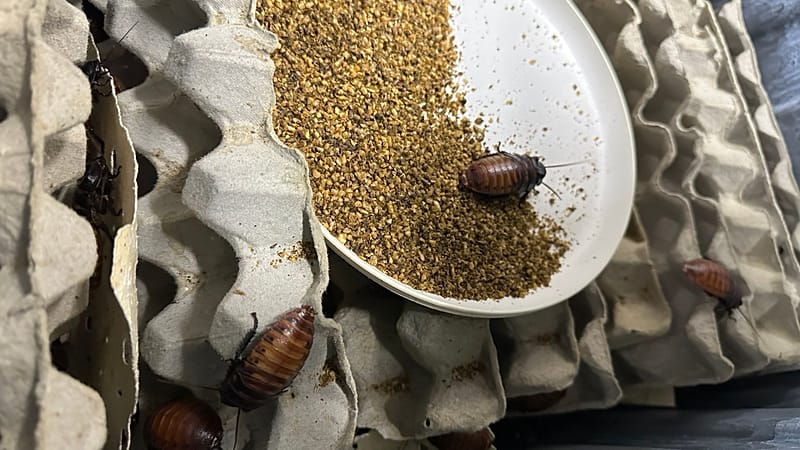 Australian authorities seize more than 100,000 live exotic cockroaches ...