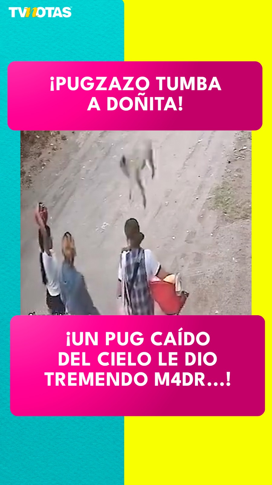 ¡Pug volador! Perrito cae del techo y derriba a una mujer en plena calle