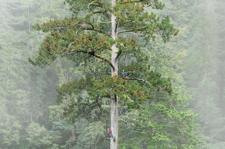 'The Heaven Sword' crowned as East Asia's tallest tree after a nearly ...