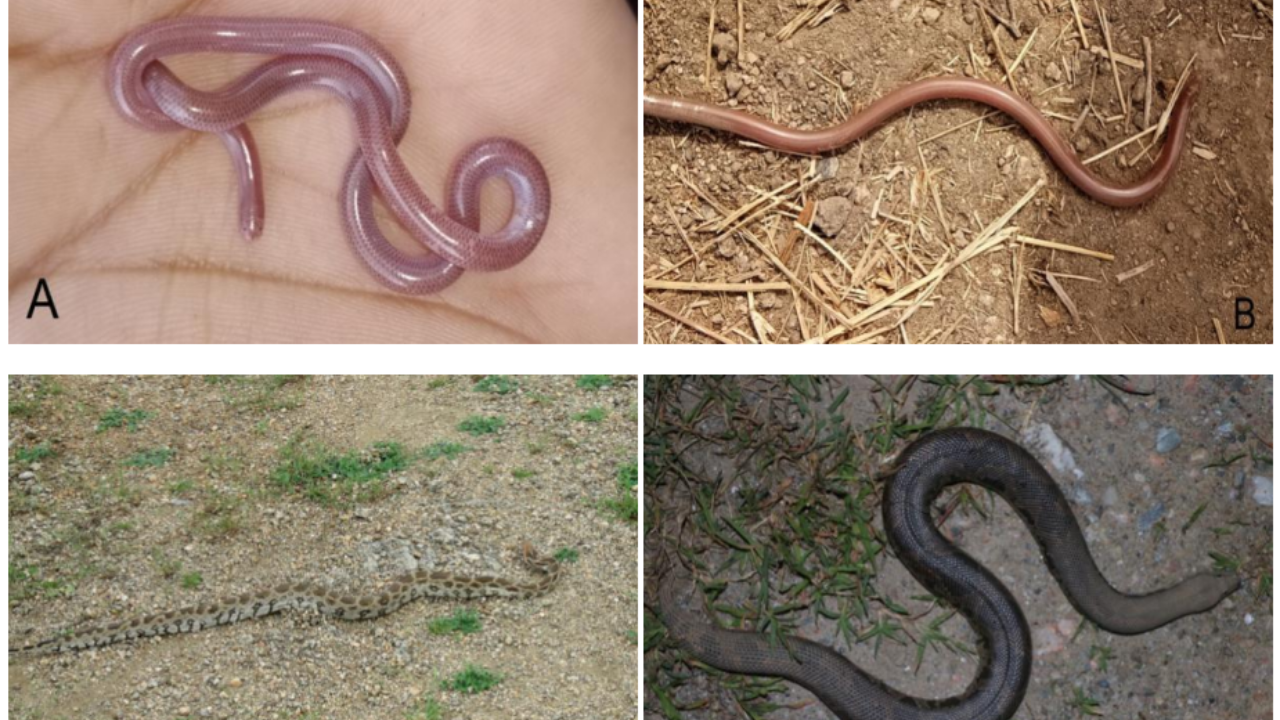Seven Indian grasslands where non‑venomous snakes thrive: Rare species ...