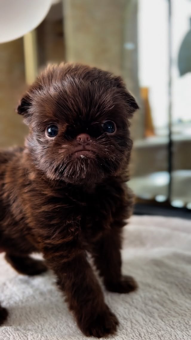 Brussels Griffon puppy steals the spotlight