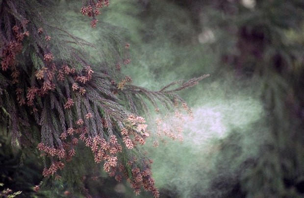 Tokyo pollen count in spring 2026 surged to 1.8 times the previous year's