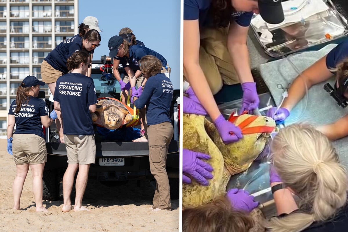 Endangered sea turtle narrowly escapes death - what happens months ...