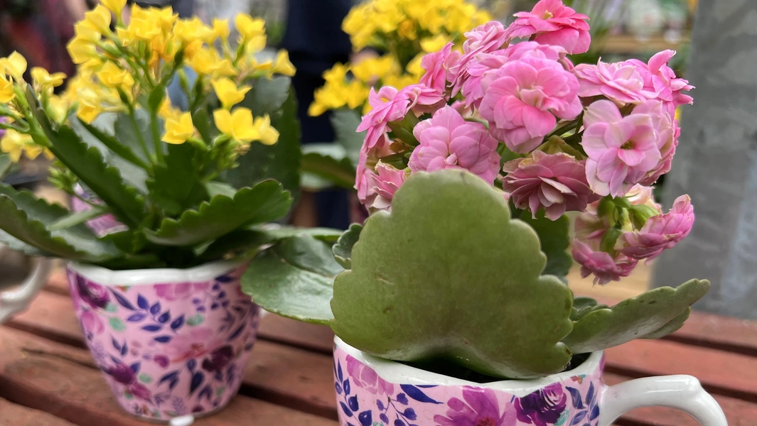 13 Aldi finds to brighten summer 2026