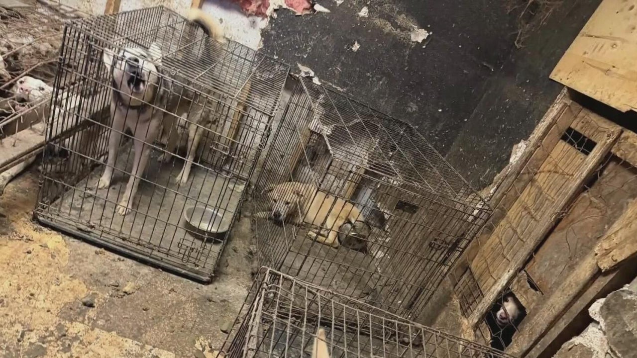 Over 60 dogs, cats rescued from deplorable conditions at home, police say