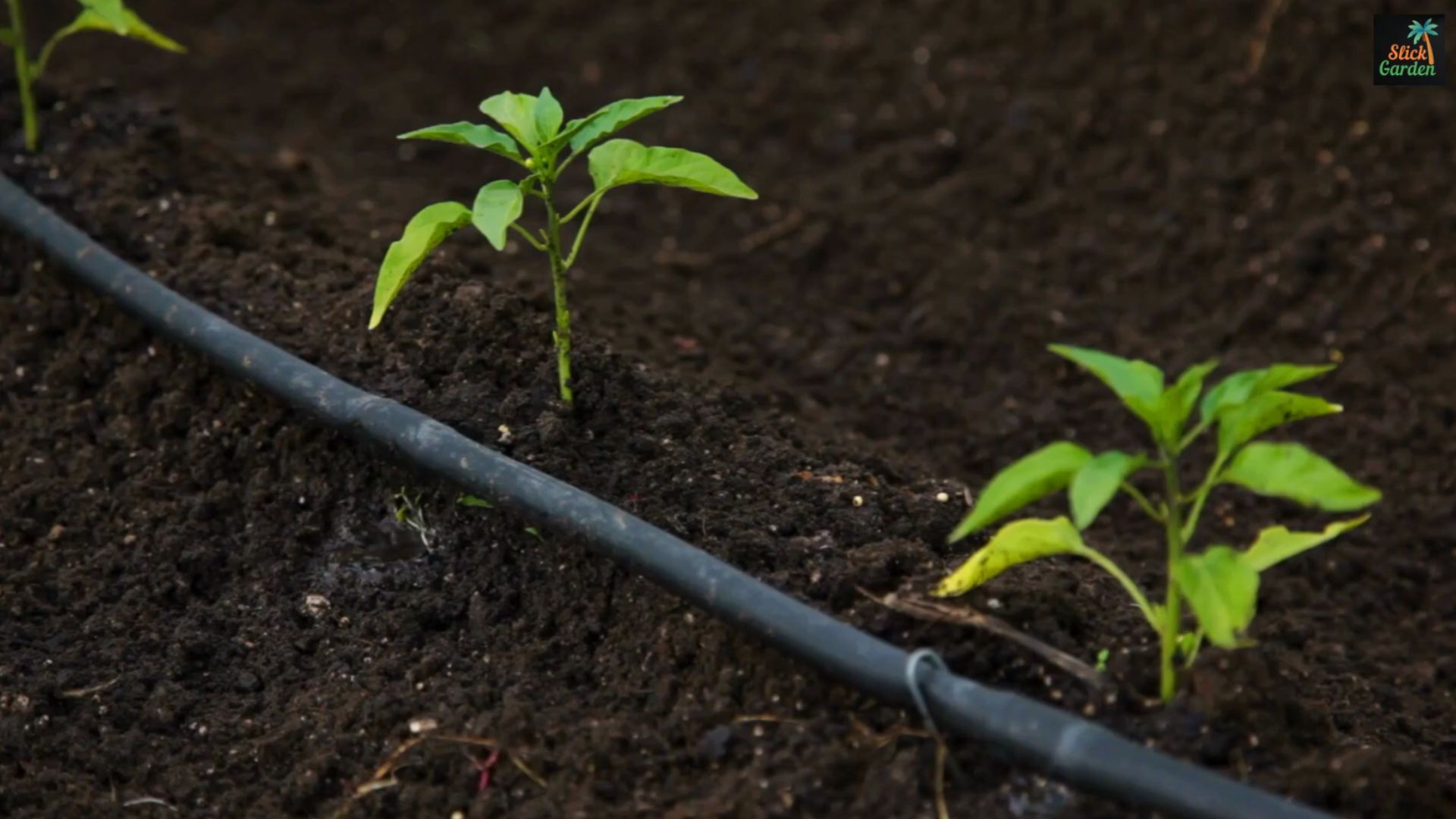 DIY drip irrigation system: Save your plants with a recycled bottle!
