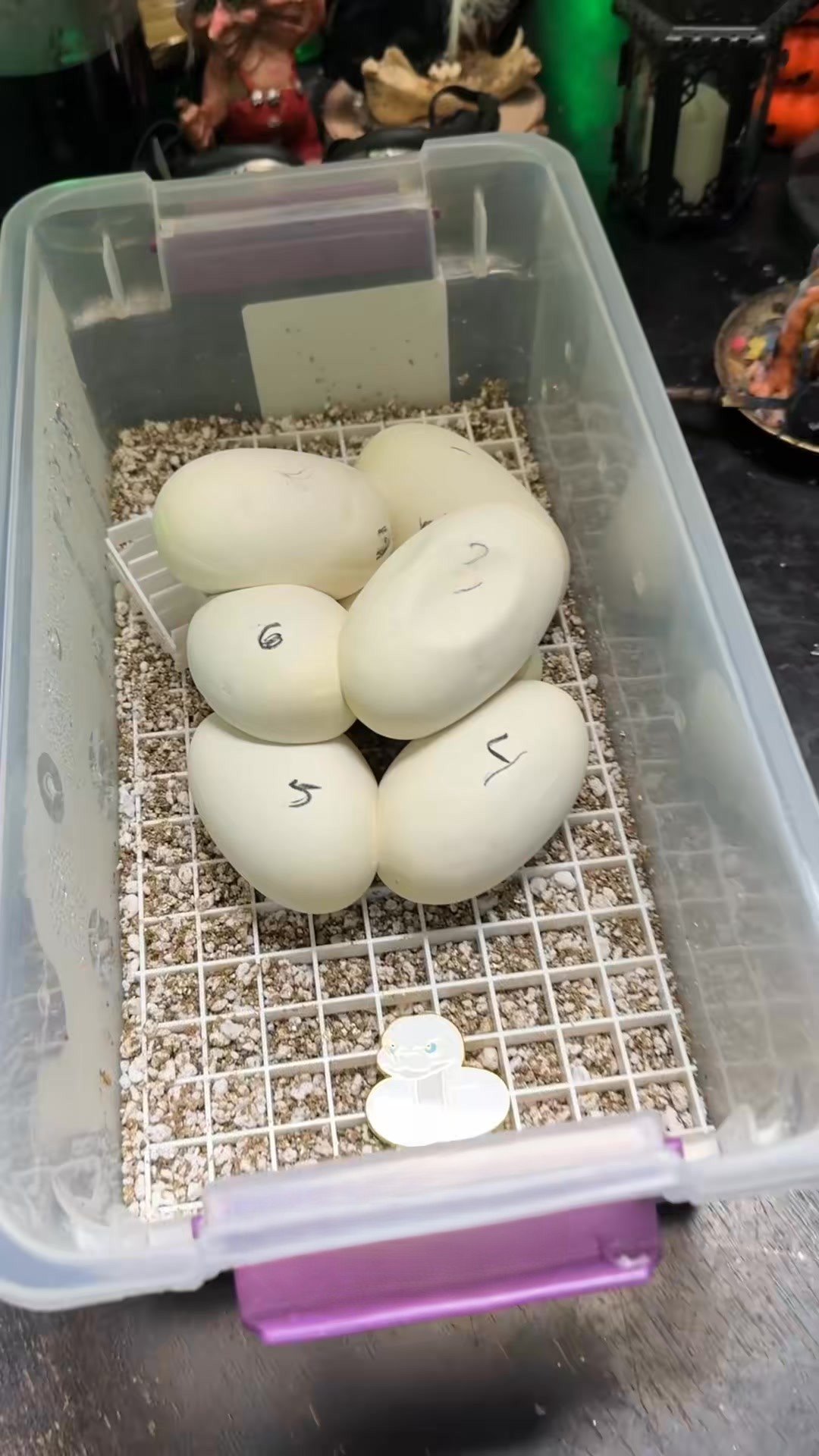 We will be following these 3 clutches until they hatch!