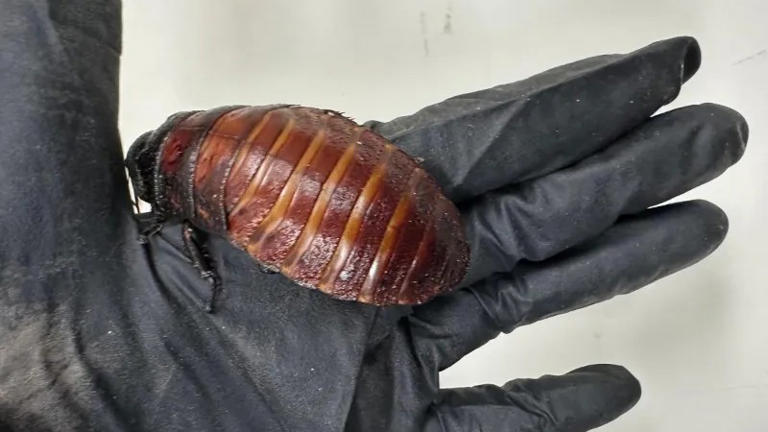 Australia seizes 100,000 cockroaches in bug-breeder bust