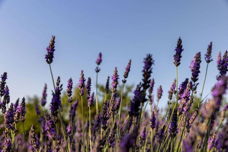 Lavender won't get leggy this summer if gardeners follow Monty Don's ...