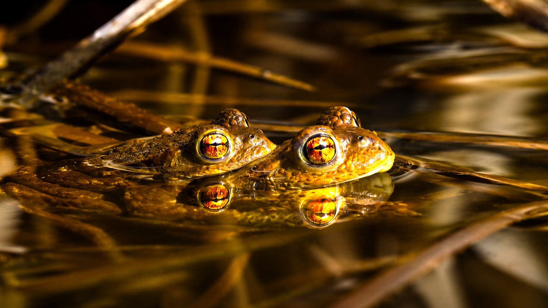 A camera trap captured an unexpected encounter in the marsh