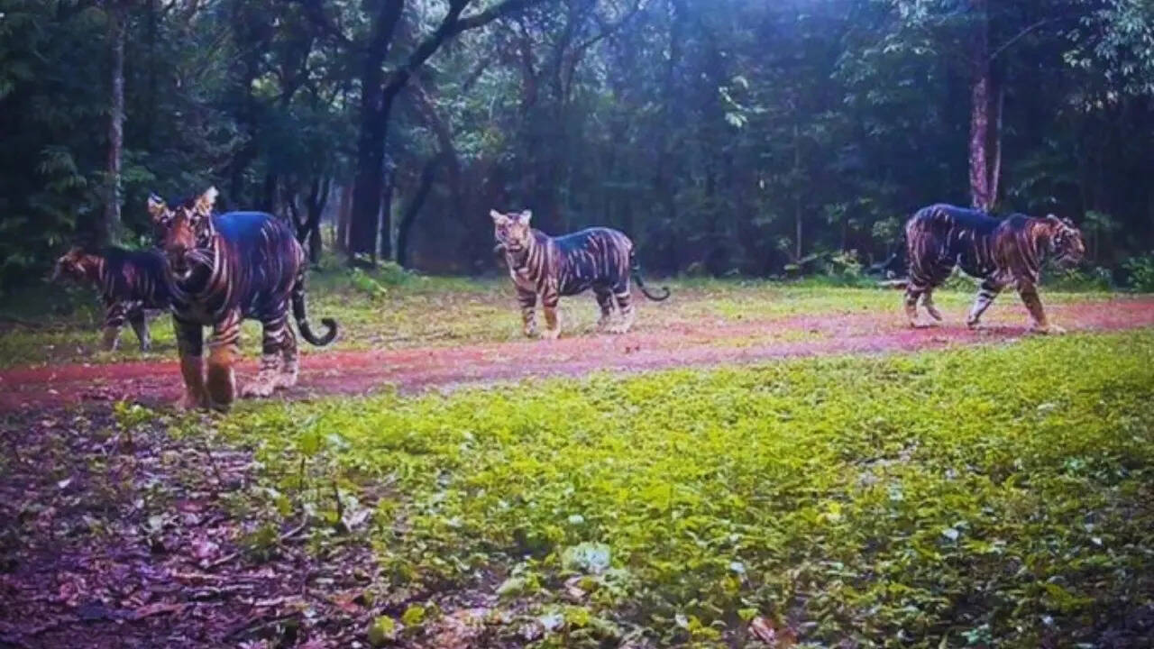 Rare image of a family of 4 black tigers spotted at this tiger reserve ...