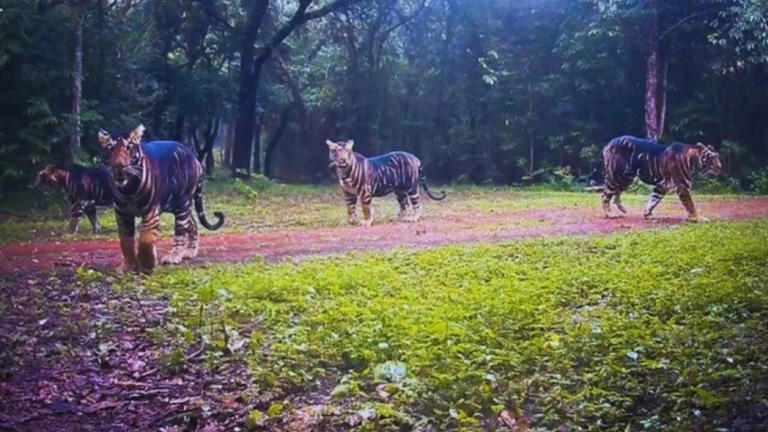 Rare image of a family of 4 black tigers spotted at this tiger reserve ...