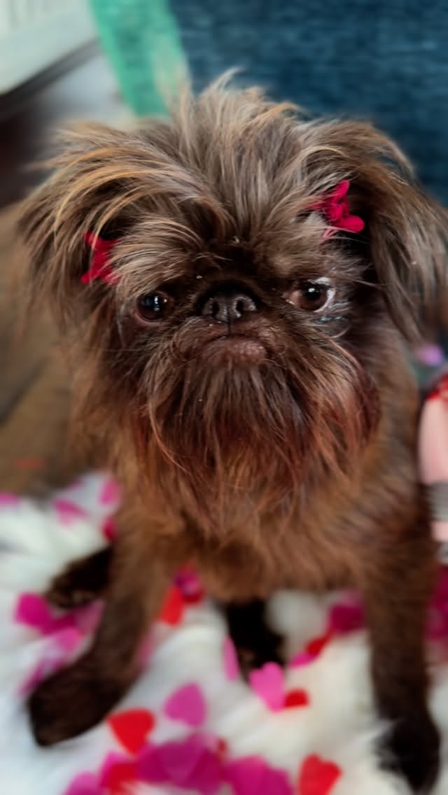 Adorable Brussels Griffon showing off its cuteness
