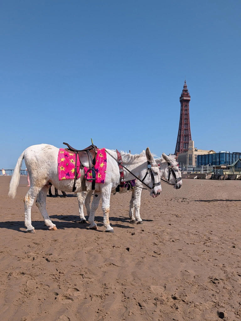 11 amazing pictures captured by Blackpool Gazette Camera Club that make ...