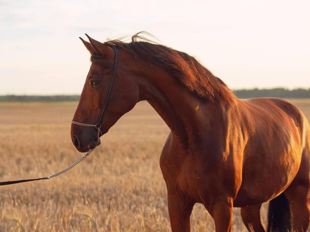 Pferd perfekt in Szene setzen: So gelingen beeindruckende Fotos