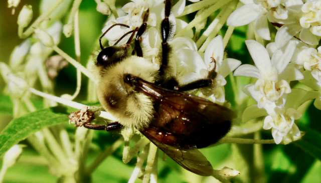 Imperiled bumble bee gets 1.5 million acres of protected habitat after ...