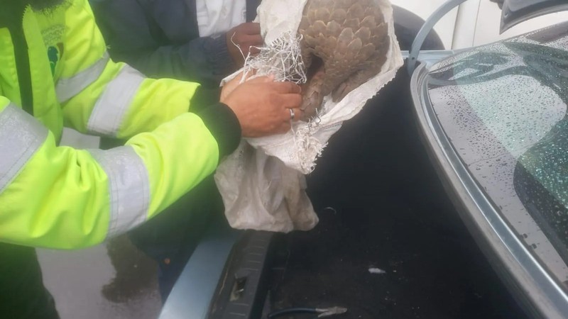 Four arrested for trying to sell endangered pangolin for R80,000