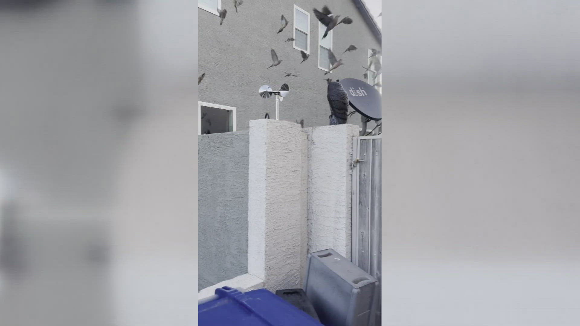 Chandler considers ordinance targeting excessive bird feeding after ...