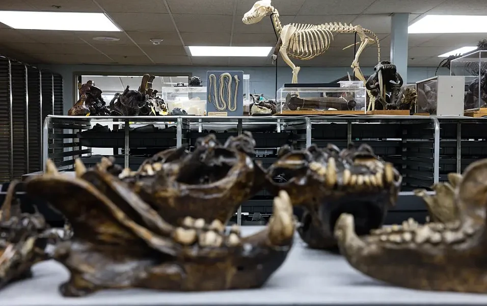 The messy truth about human evolution