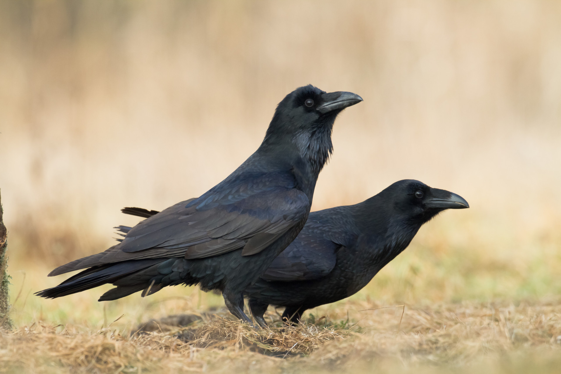 Birds that carry omens in different cultures