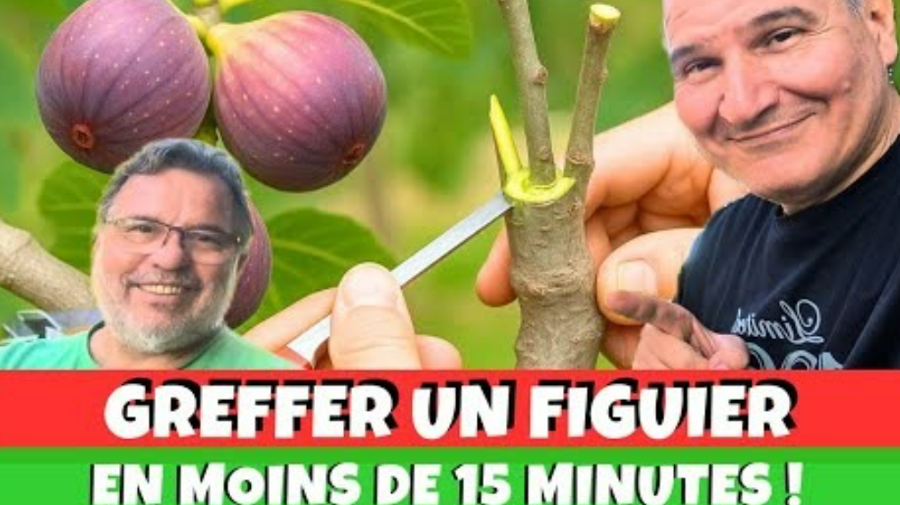 Greffer En 4 Lettres
