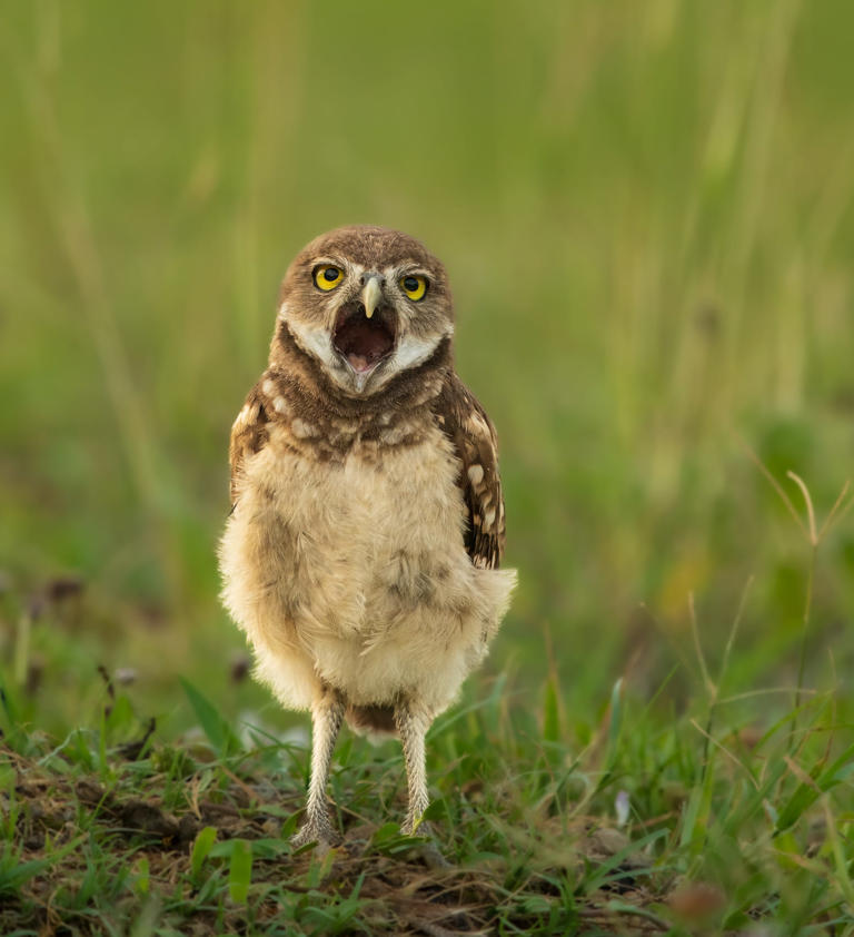 Winners of 2026 Cape Coral burrowing owls photo contest announced