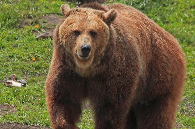 Glacier trail shut down after grizzly bursts from snowfield and breaks ...