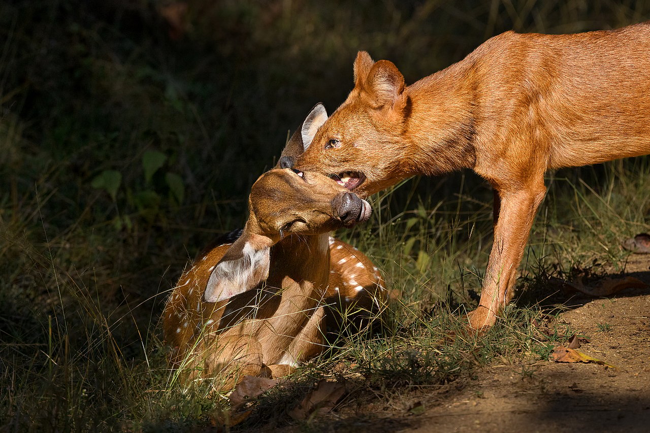 World Environment Day: Bengaluru exhibition showcases 97 wildlife ...