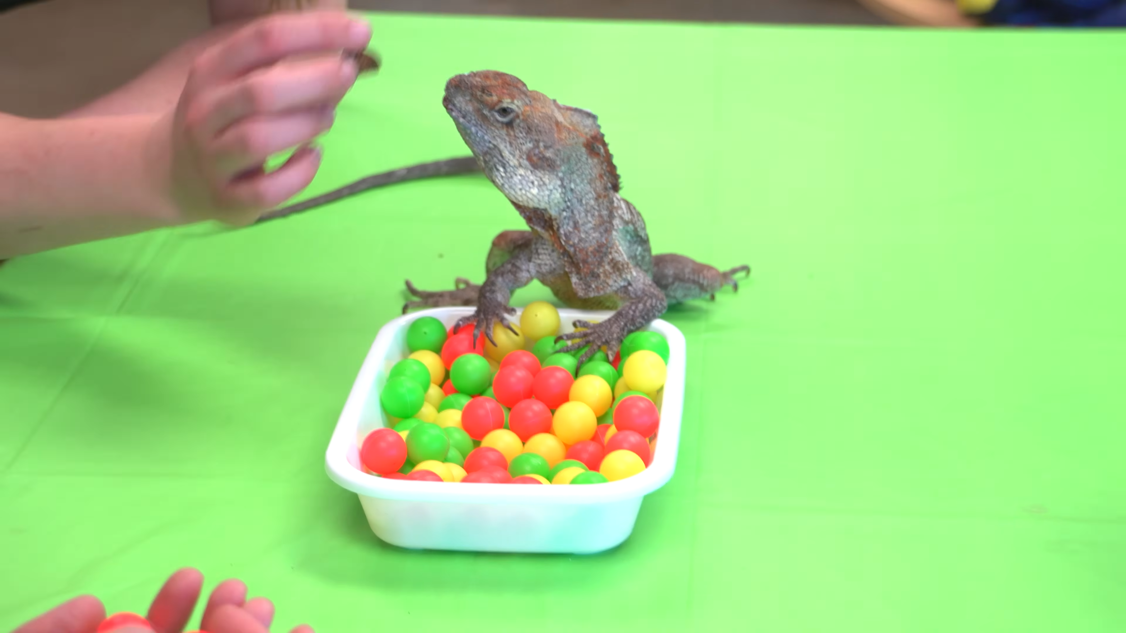 They bought the weirdest reptile products on Amazon - then tested them ...