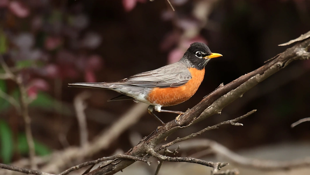Turn your backyard into a robin paradise