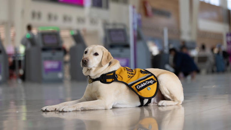 How therapy dogs are taking the stress out of travel