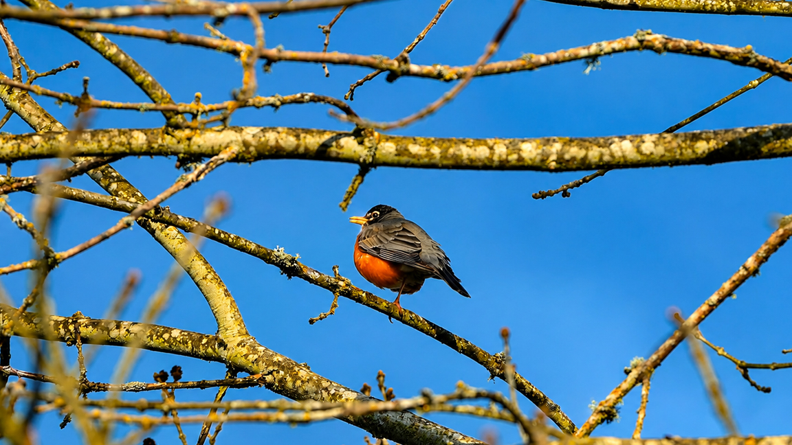 The brief moment before this bird takes flight again