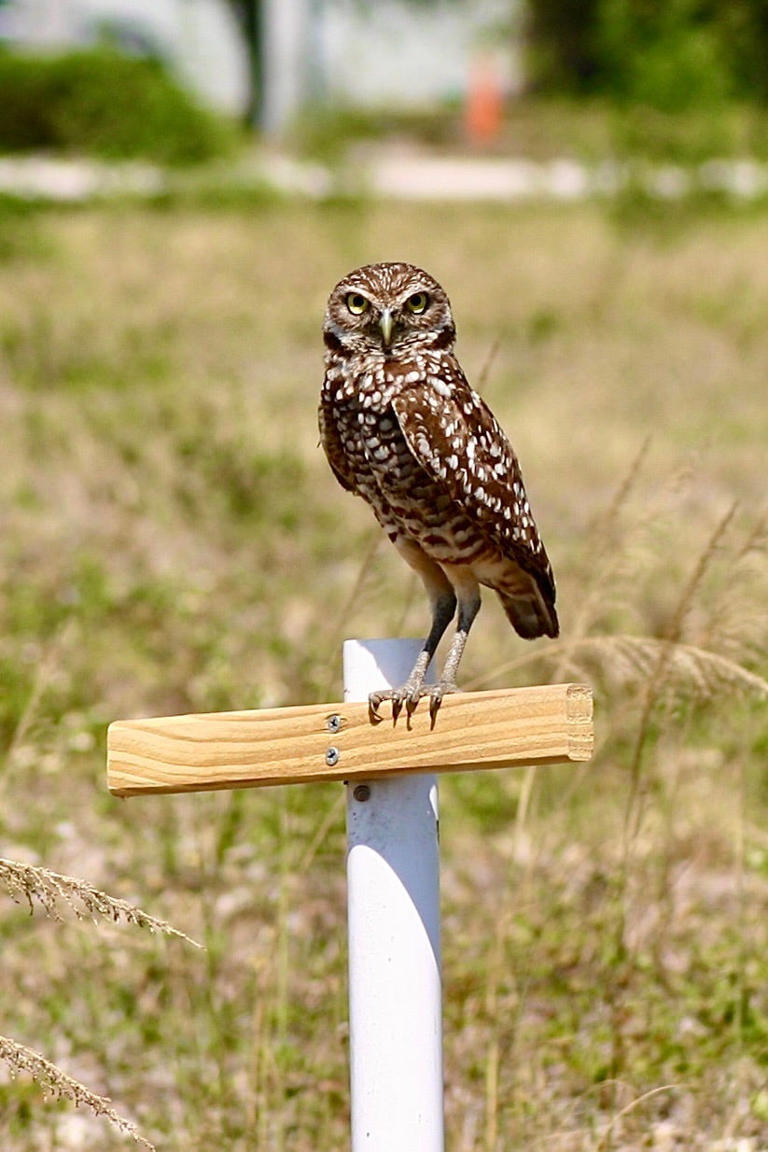 Winners of 2026 Cape Coral burrowing owls photo contest announced