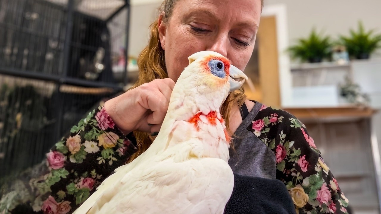 Heartbroken parrot stopped talking after losing his owner - until he ...