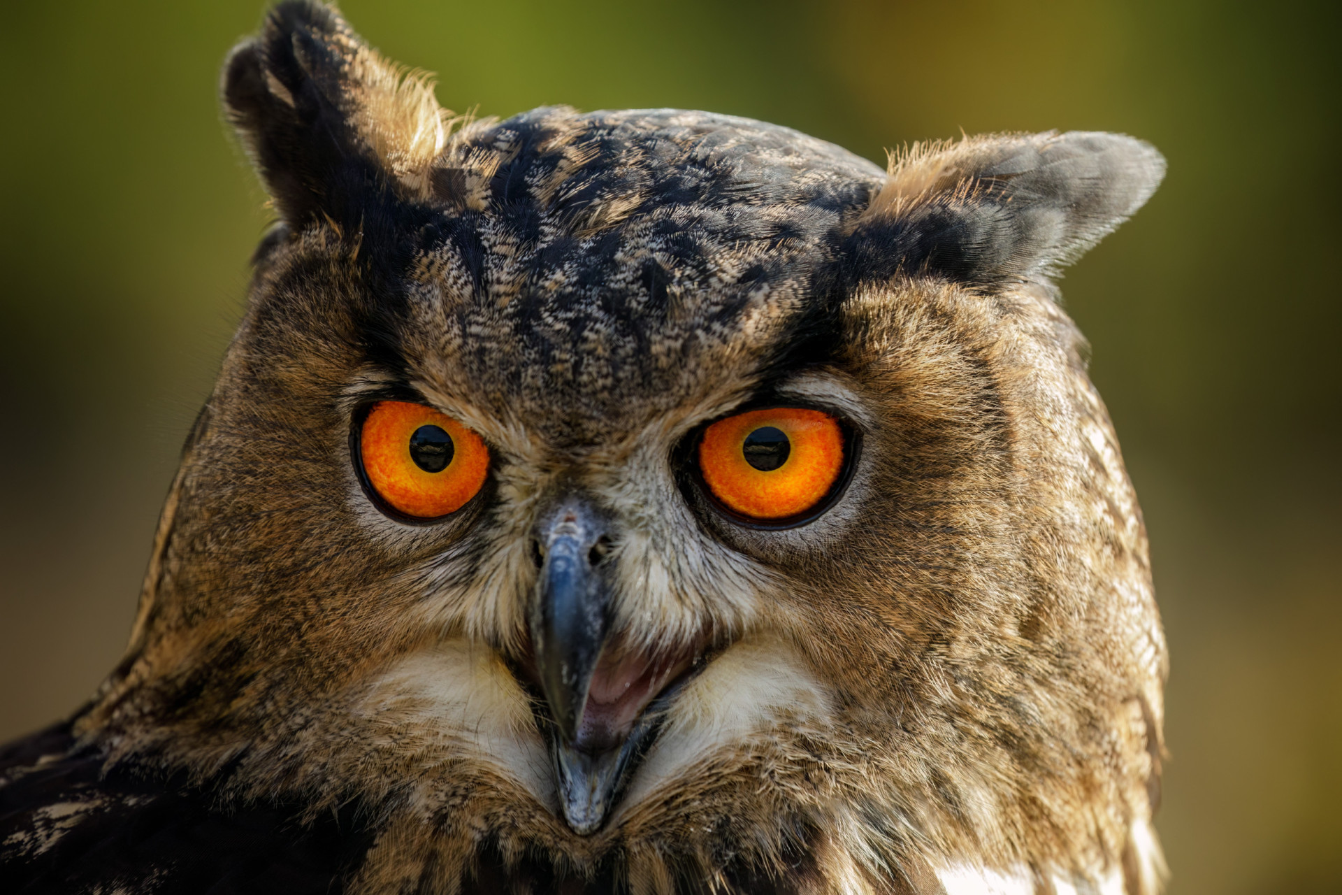 Birds that carry omens in different cultures