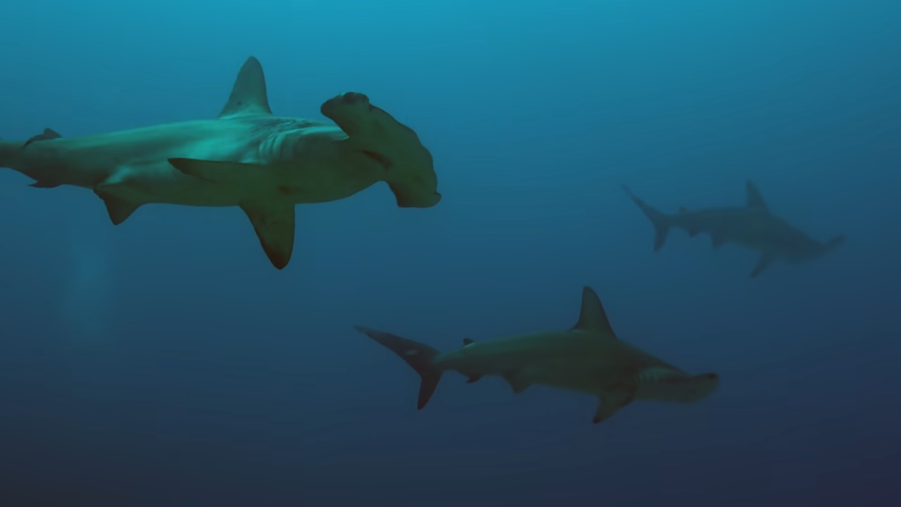 Watch a hammerhead pin stingrays to the seafloor before delivering the kill