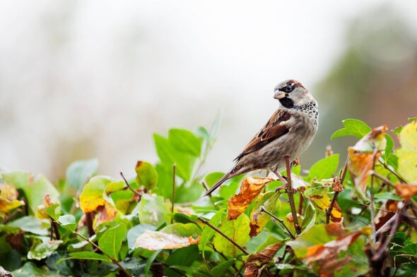 Gardeners urged to do one daily task after RSPB summer bird feeding ban