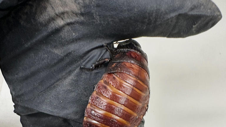 Cockroach kingpin caught with 100,000 illegal insects in record bug bust