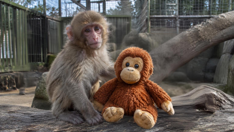 Viral monkey 'punch' unharmed after men enter zoo enclosure in Japan
