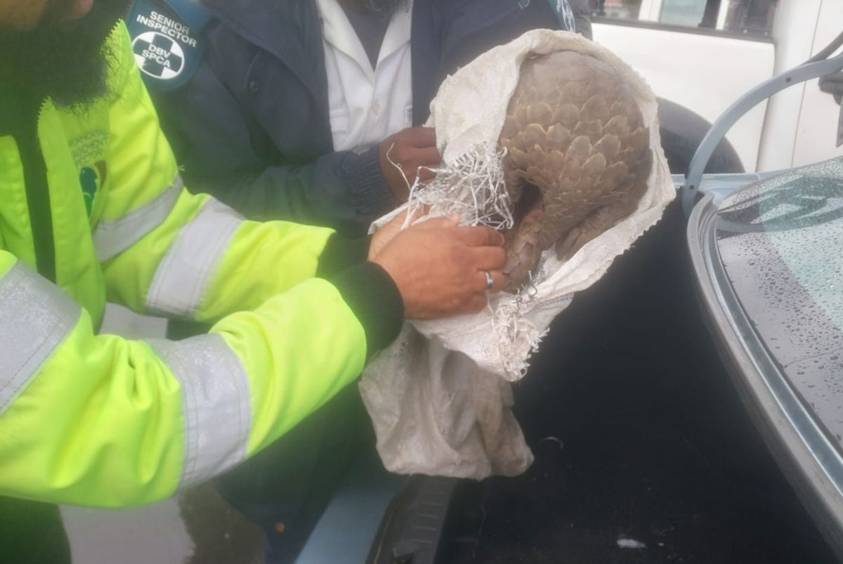 Four arrested for illegal possession of a pangolin
