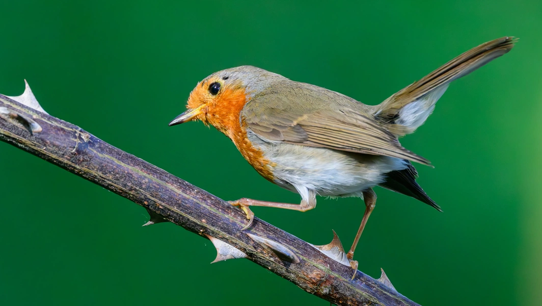 Turn your backyard into a robin paradise
