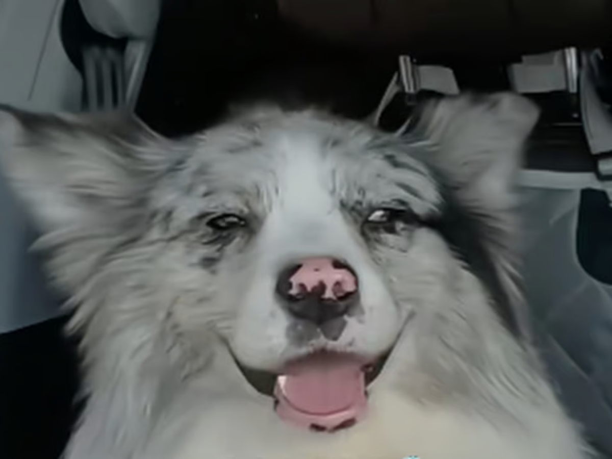 Chinese celebrity dog 'Chutou' with over a million followers kidnapped ...