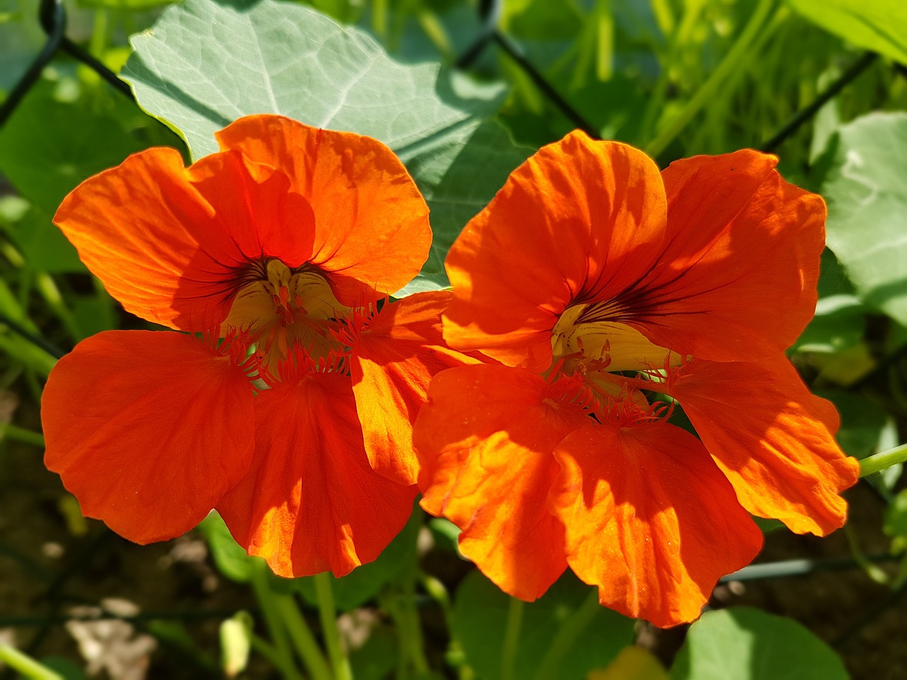 12 companion plants that keep pests out of your garden naturally