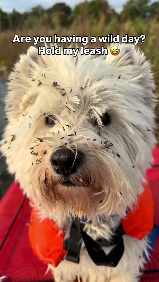 Hilarious moments with my Westie you'll love