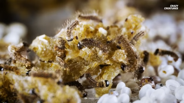 This caterpillar looks harmless until the internal bleeding begins