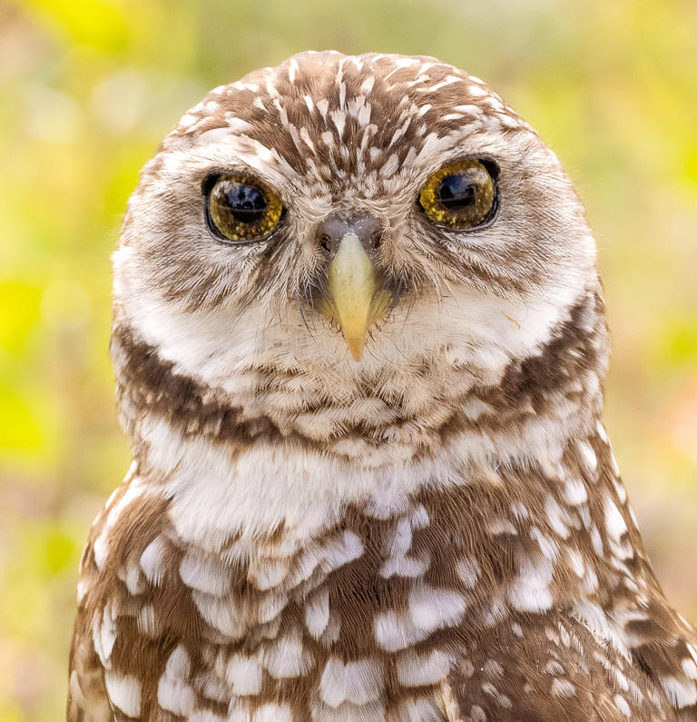 Winners of 2026 Cape Coral burrowing owls photo contest announced
