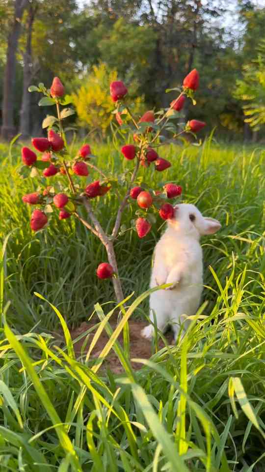 POV you let your bunny loose near a strawberry patch and they came back ...