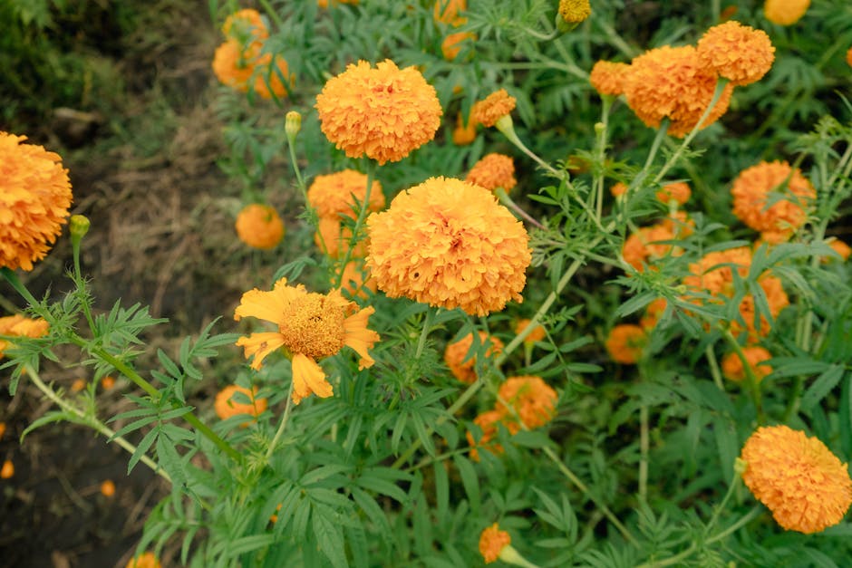 12 companion plants that keep pests out of your garden naturally